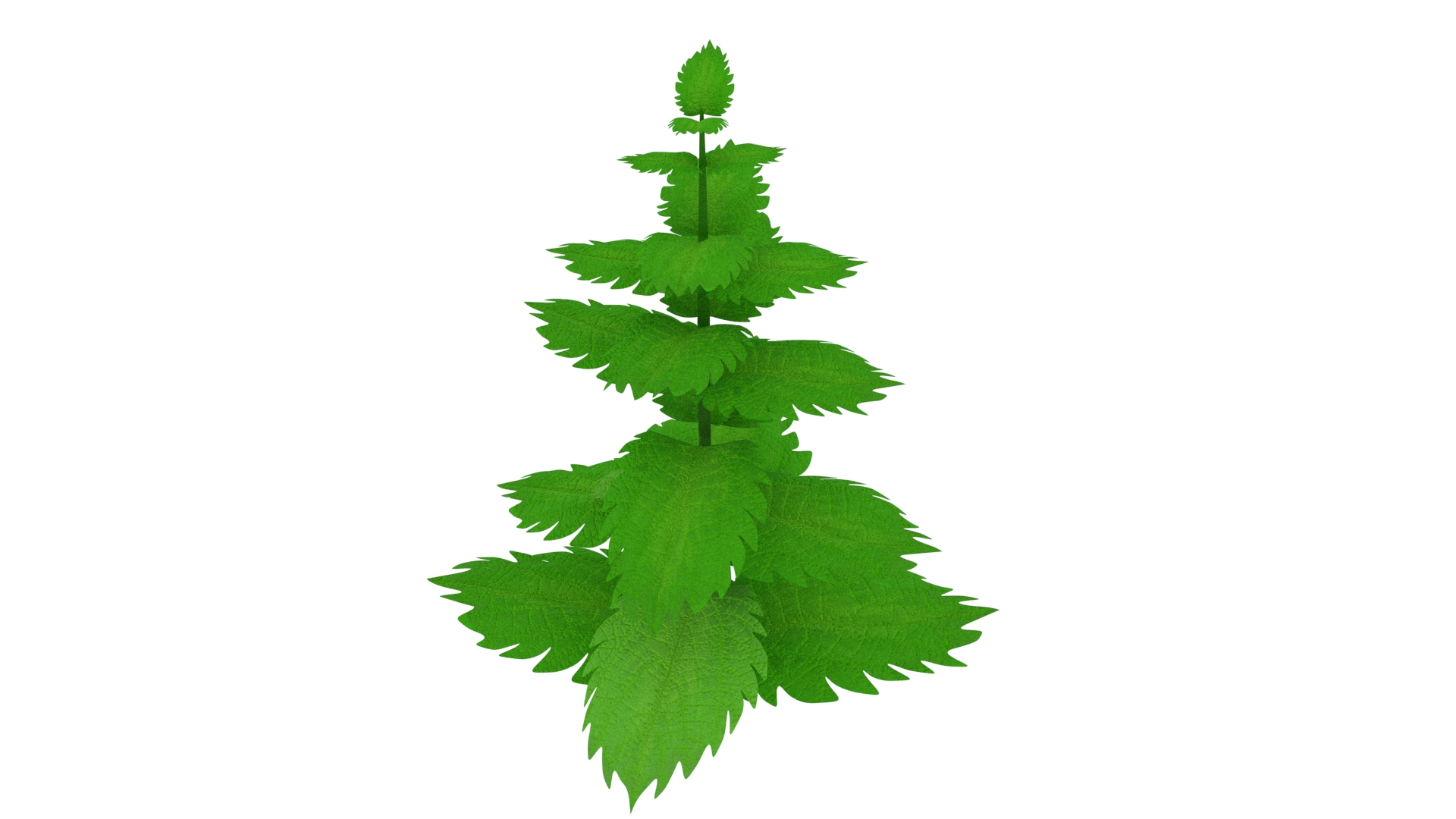 3D Plant Mint Model - TurboSquid 1757147
