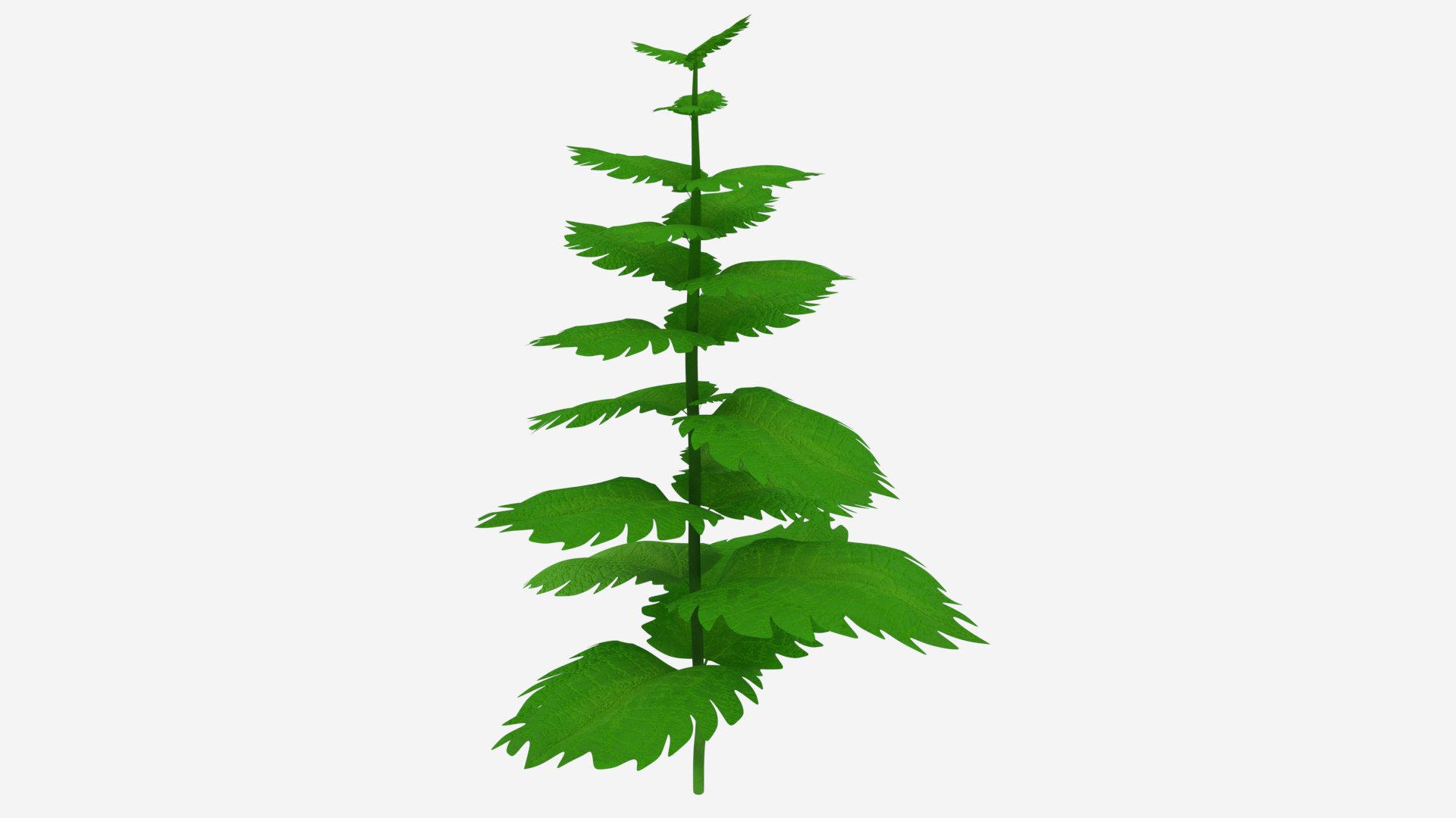 3D Plant Mint Model - TurboSquid 1757147