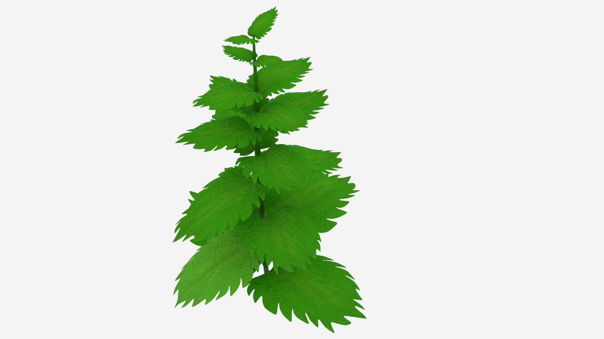 3D Plant Mint Model - TurboSquid 1757147