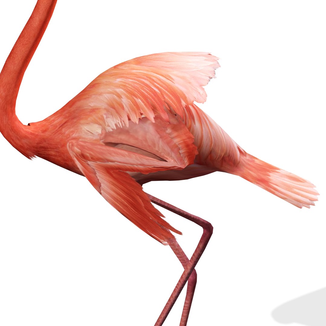 3D FLAMINGO BIRD - TurboSquid 2156141