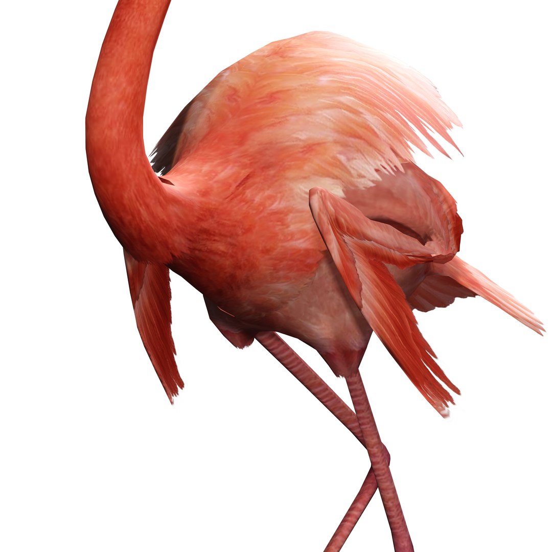 3D FLAMINGO BIRD - TurboSquid 2156141