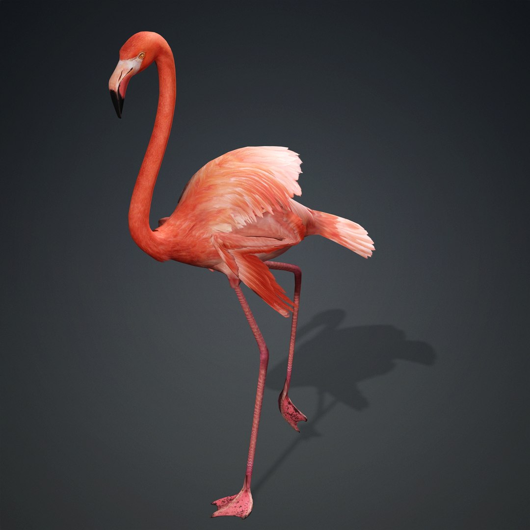 3D FLAMINGO BIRD - TurboSquid 2156141