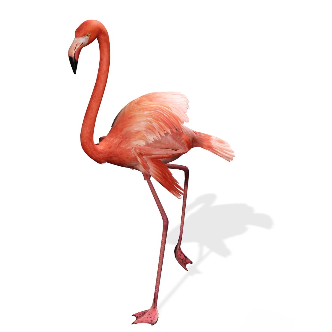 3D FLAMINGO BIRD - TurboSquid 2156141