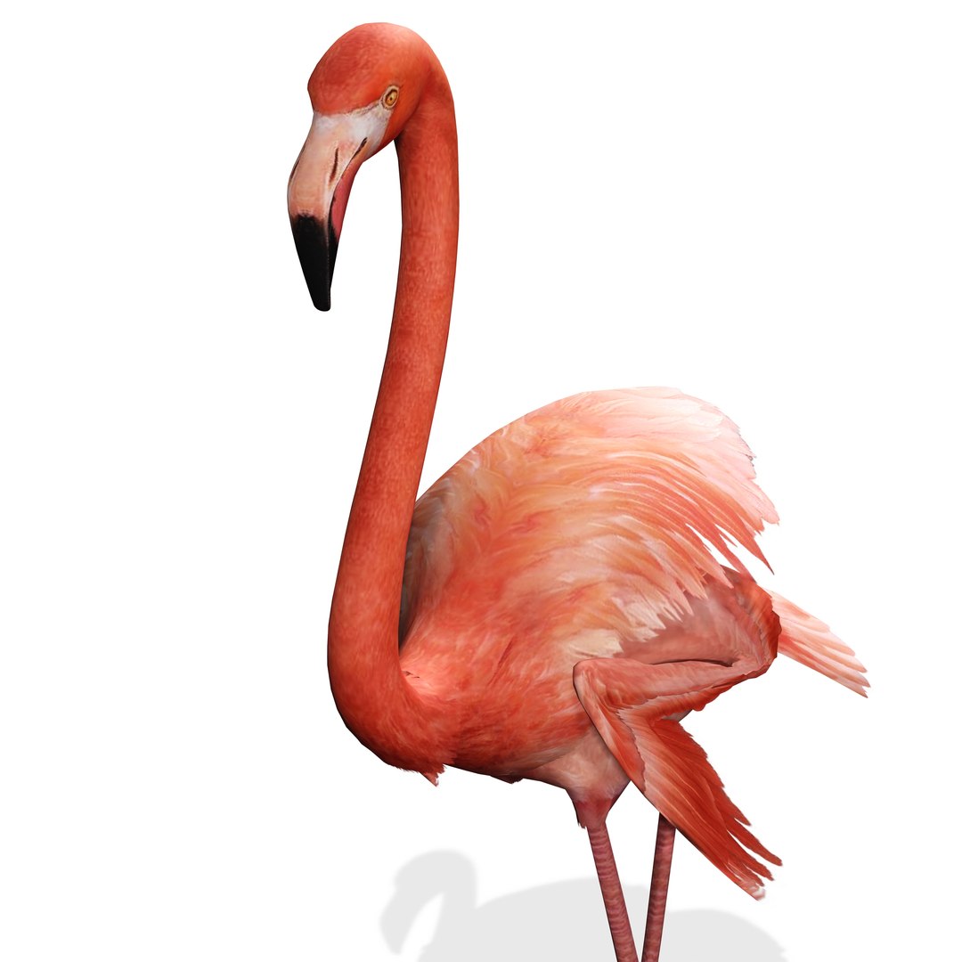 3D FLAMINGO BIRD - TurboSquid 2156141