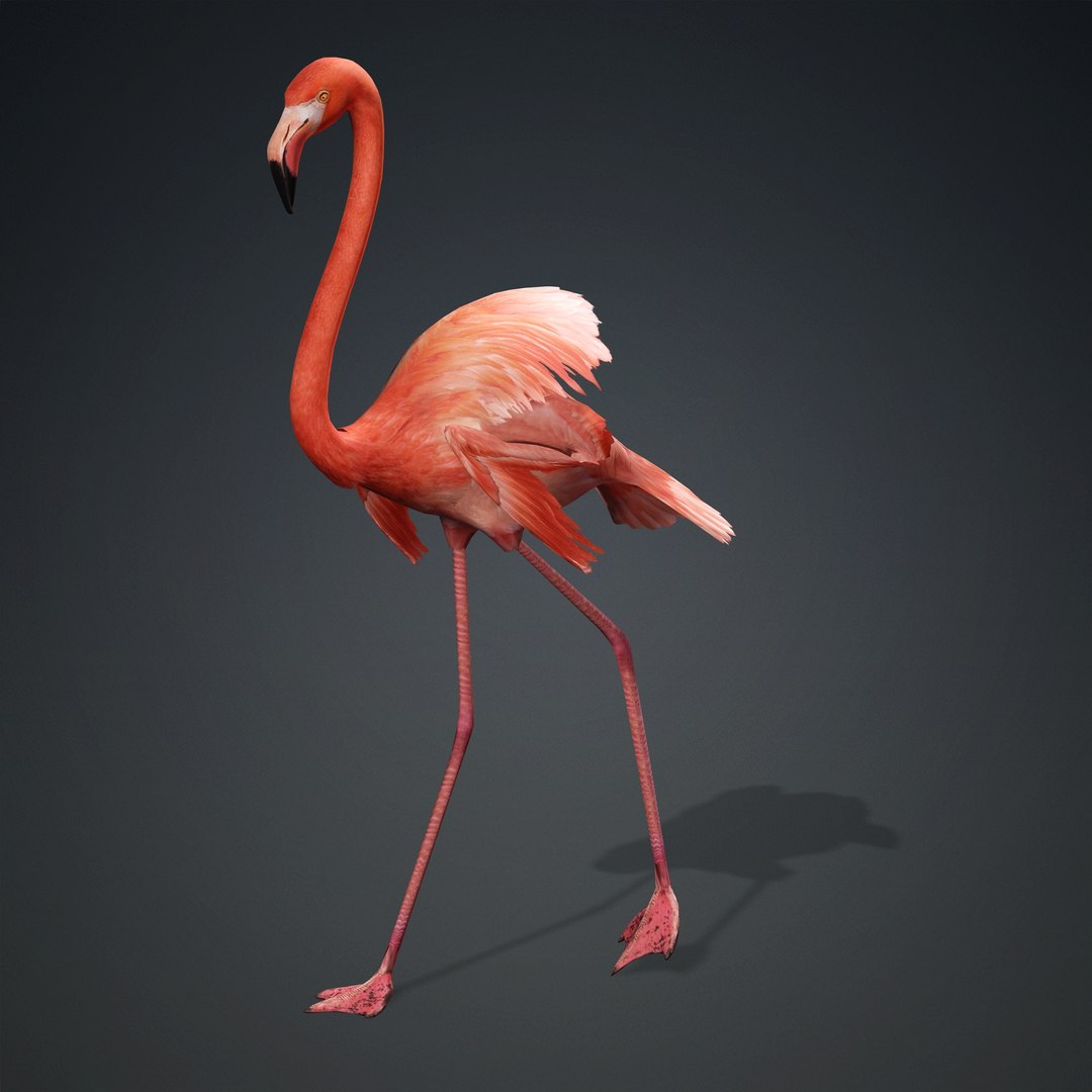 3D FLAMINGO BIRD - TurboSquid 2156141