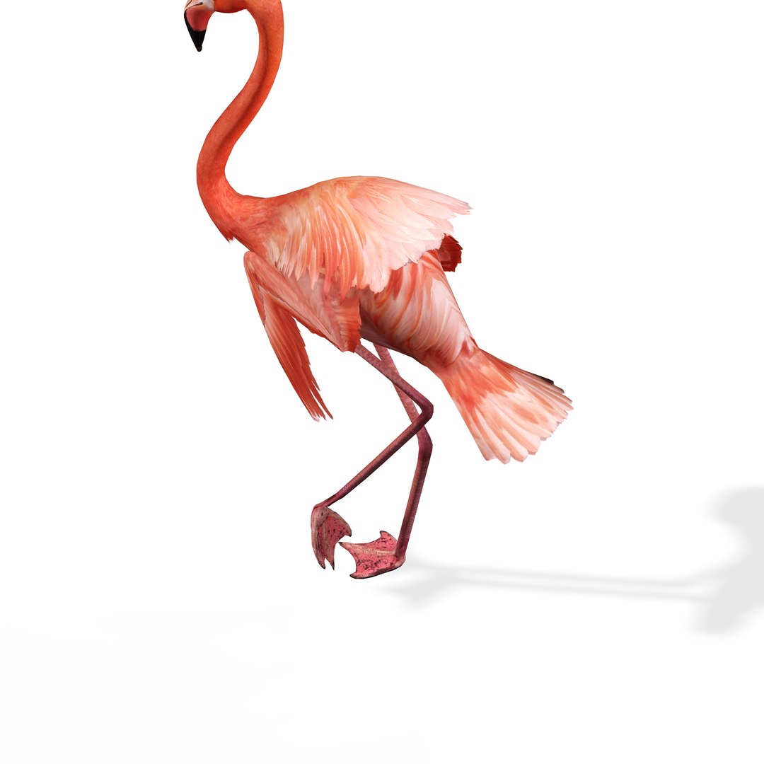 3D FLAMINGO BIRD - TurboSquid 2156141