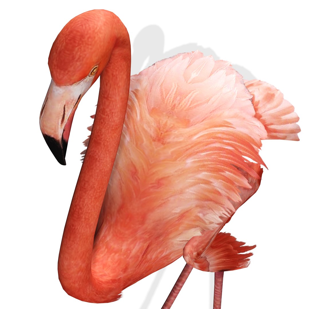 3D FLAMINGO BIRD - TurboSquid 2156141