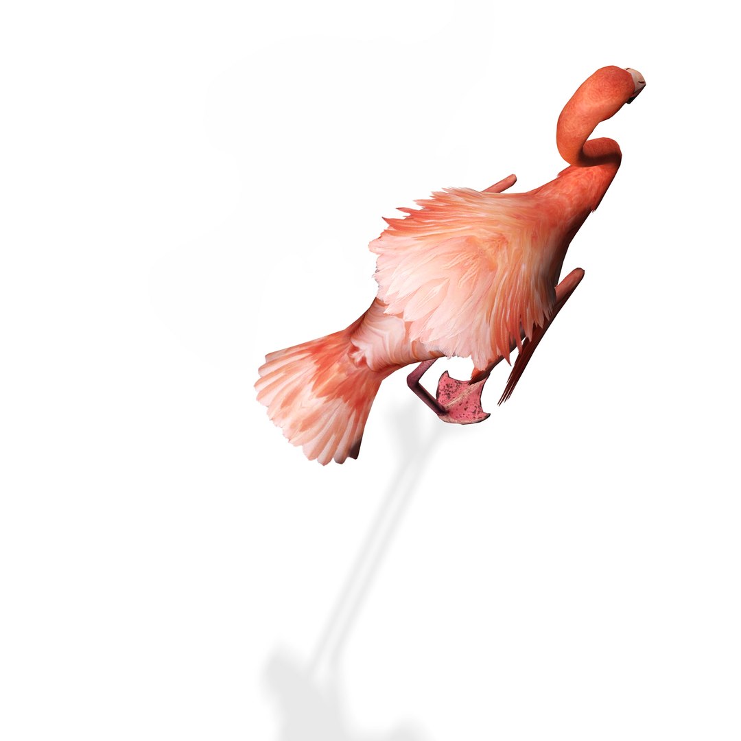 3D FLAMINGO BIRD - TurboSquid 2156141