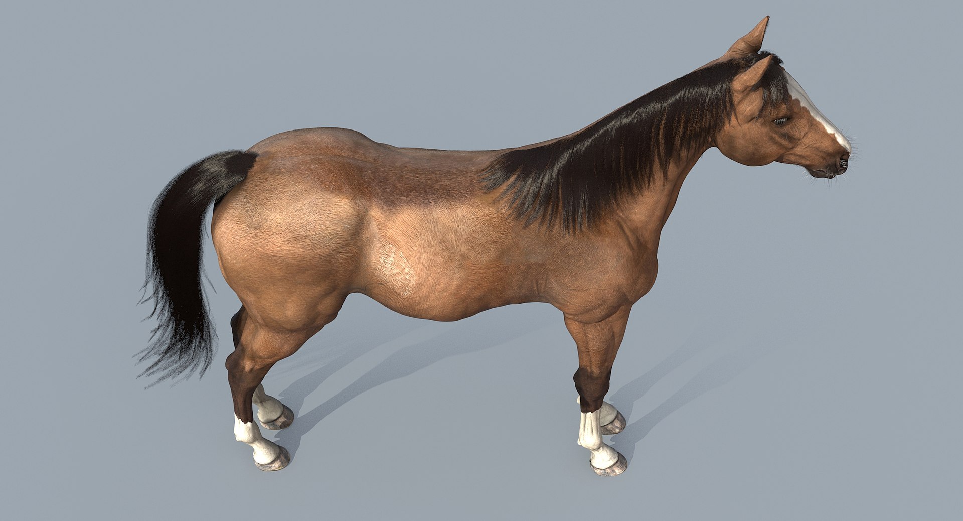 Realistic Horse Max