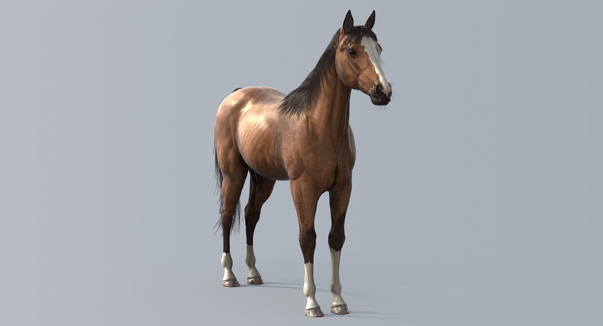 Realistic Horse Max
