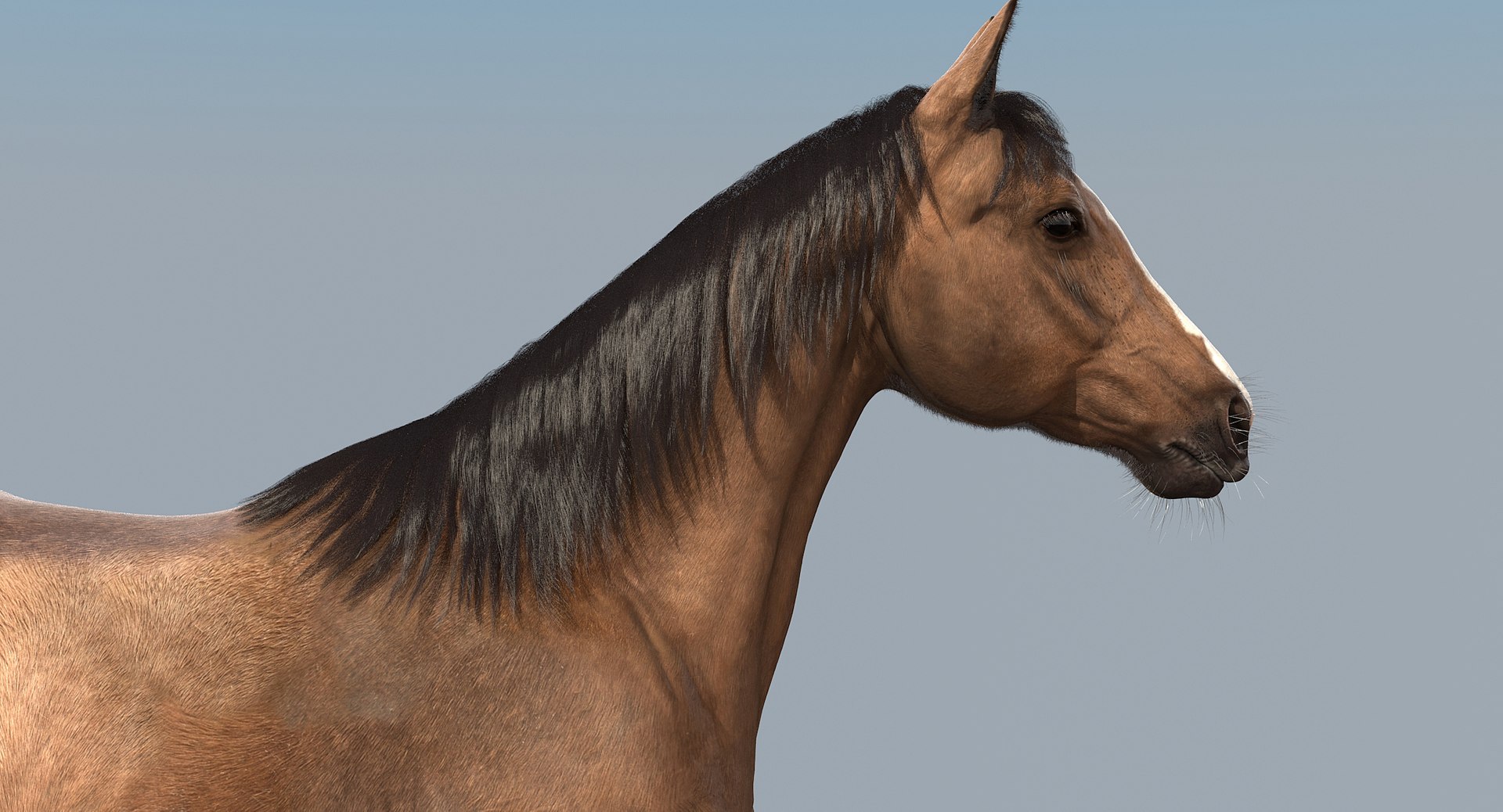 Realistic Horse Max