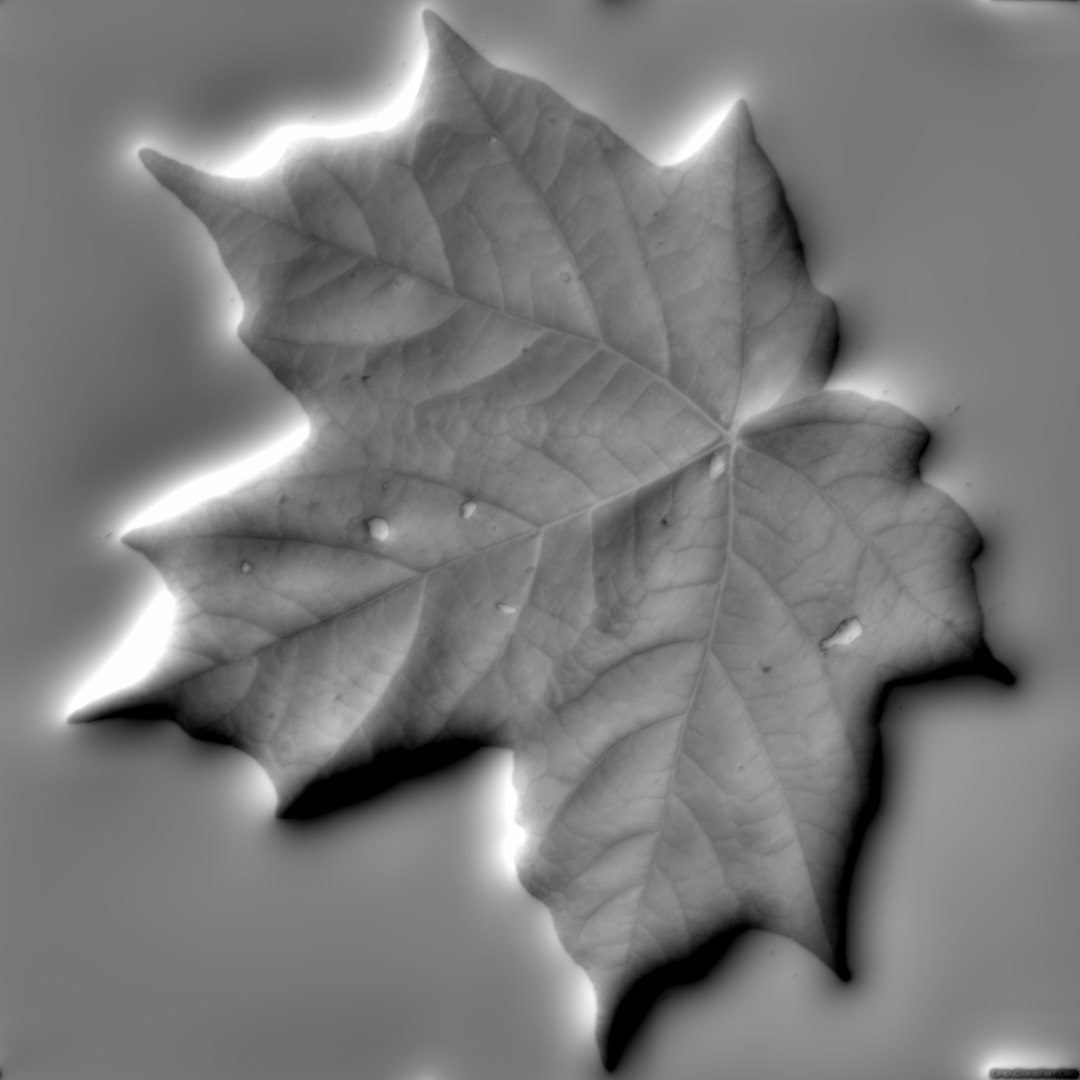 3d Realistic Leaf