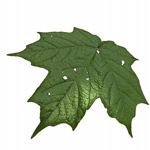 realistic leaf 3d model