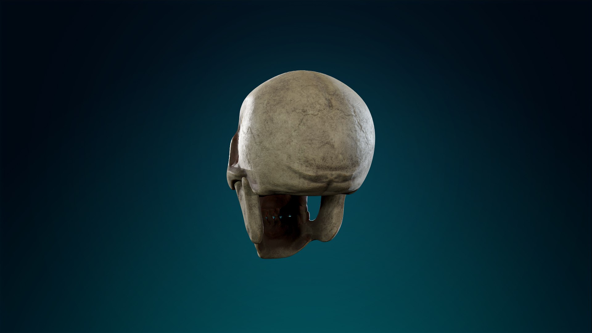 3D 3D Human Skeleton Skull - Default - Lowpoly - Game Ready model ...
