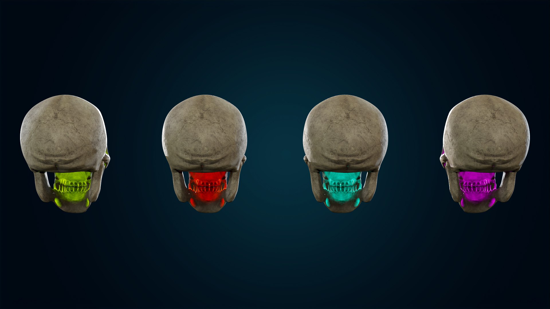 3D 3D Human Skeleton Skull - Default - Lowpoly - Game Ready model ...