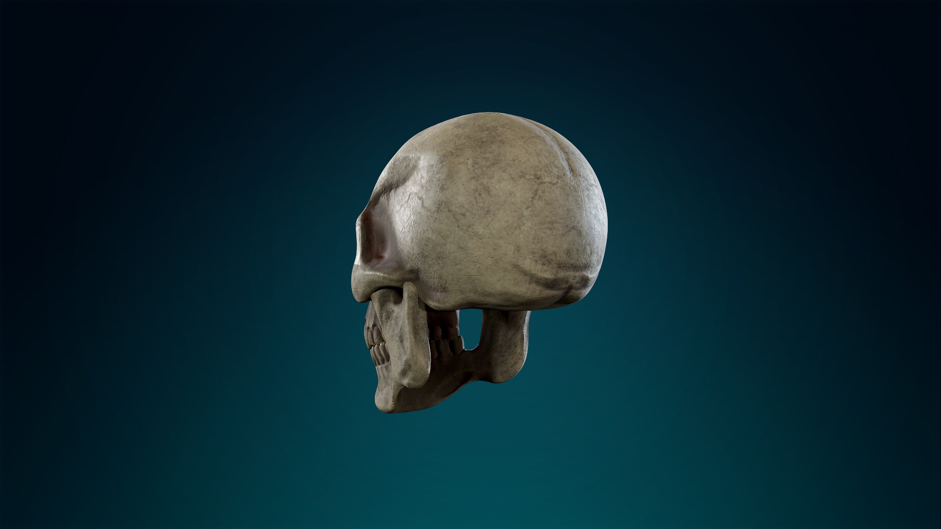3D 3D Human Skeleton Skull - Default - Lowpoly - Game Ready model ...