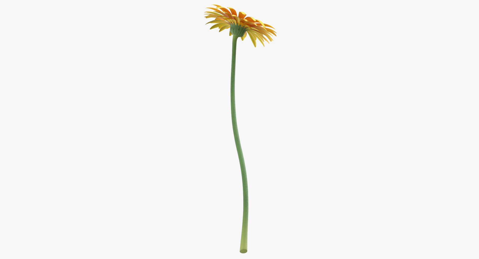 Gerbera Yellow - 3D - TurboSquid 1370323
