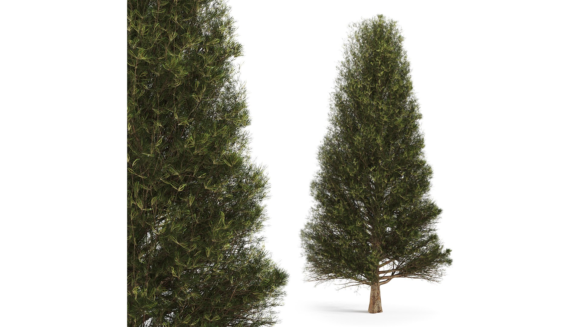 Free 3D Model Set Of Two Pine Trees - TurboSquid 2027500
