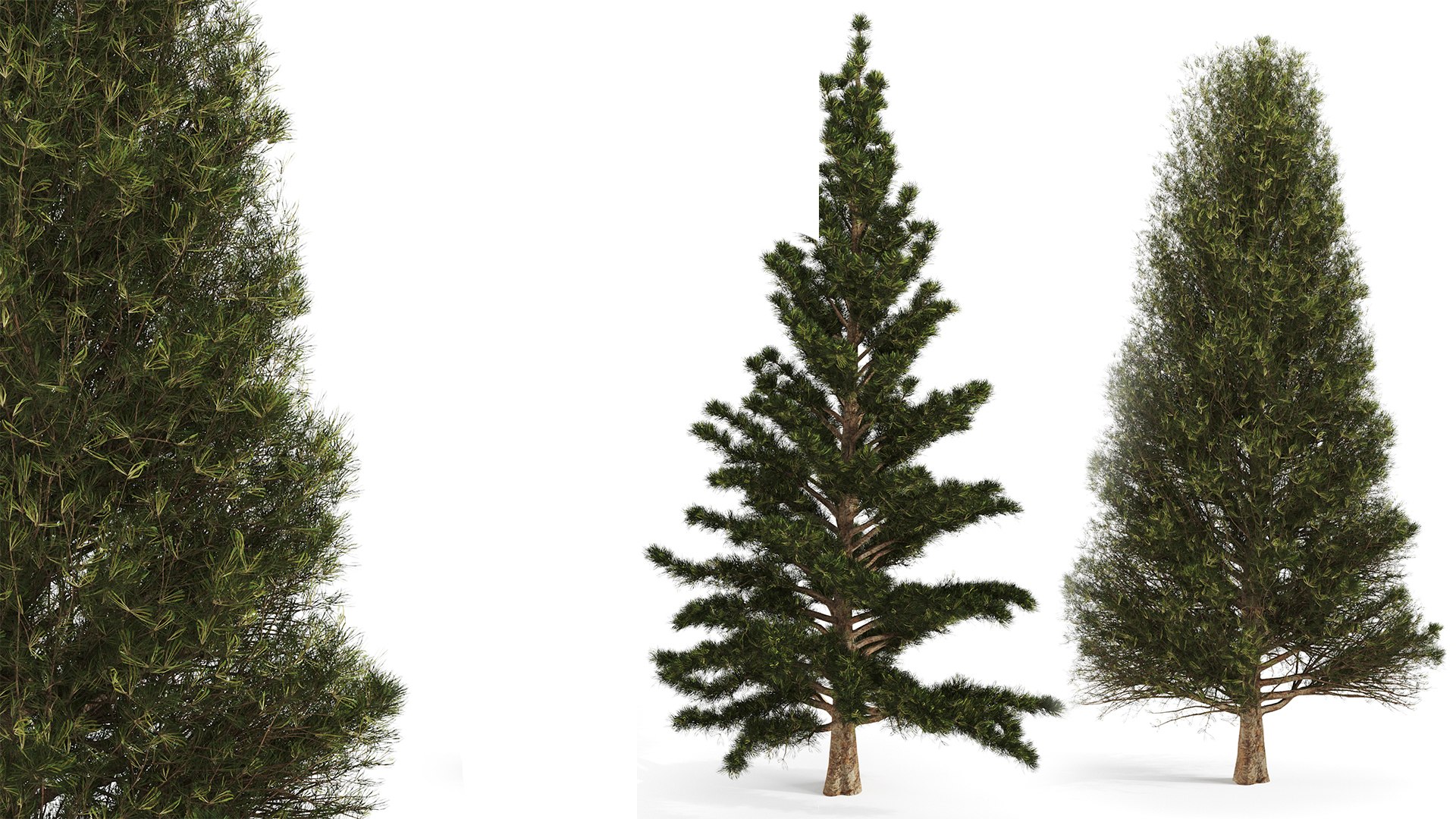 Free 3D Model Set Of Two Pine Trees - TurboSquid 2027500