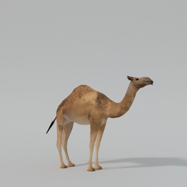 3D camel - TurboSquid 1318739