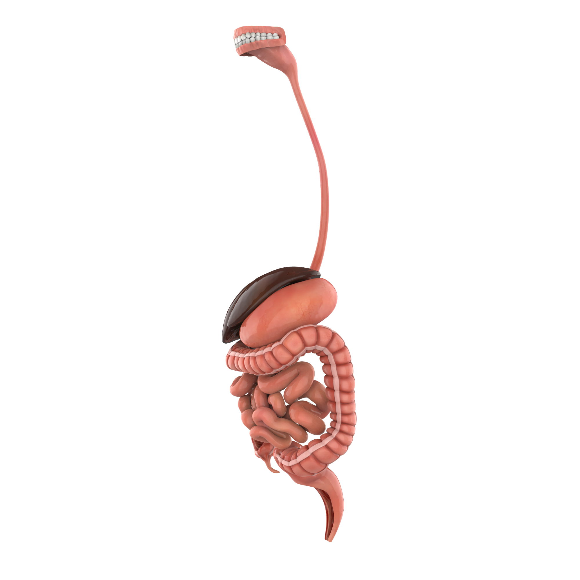 3D model human digestive - TurboSquid 1365987