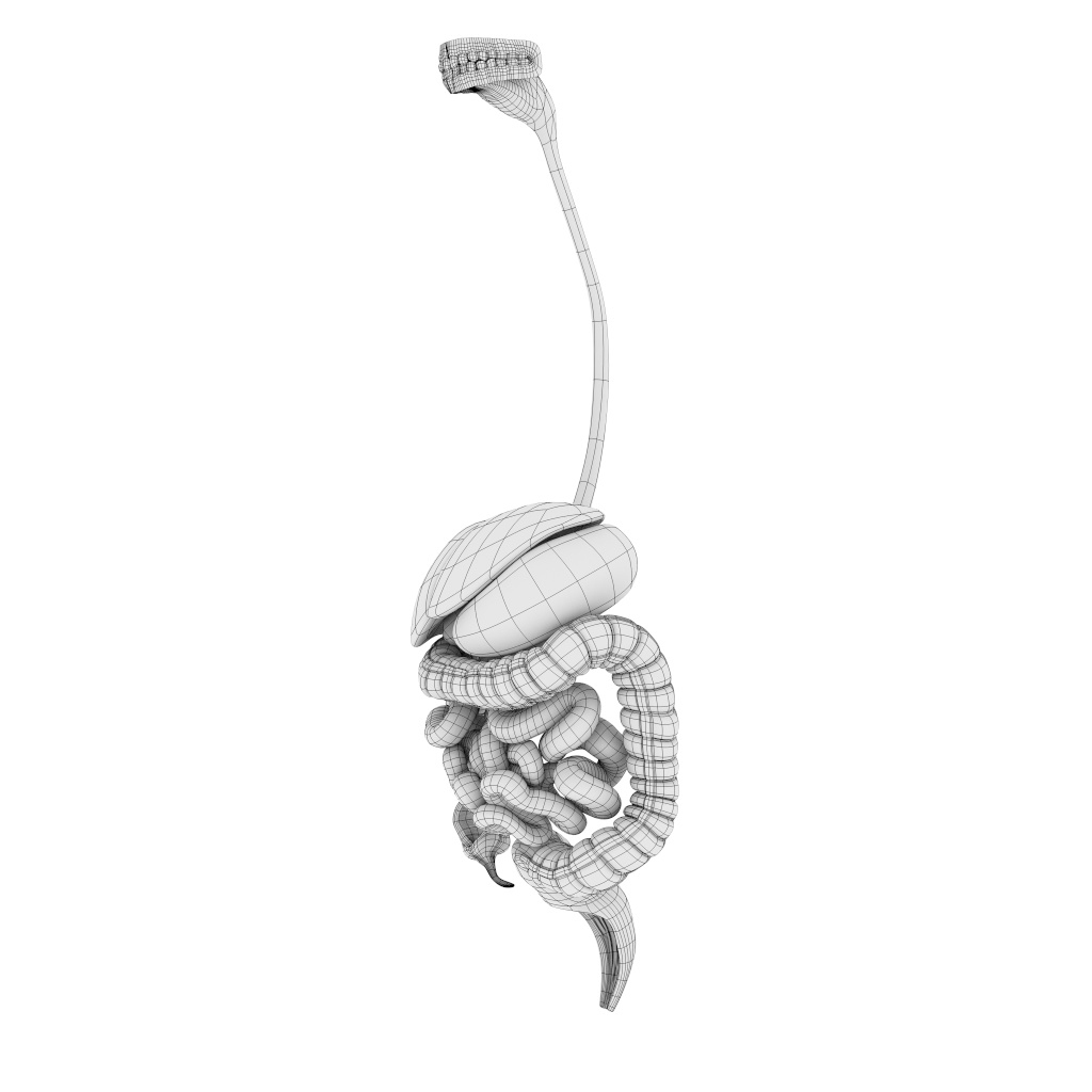 3D model human digestive - TurboSquid 1365987
