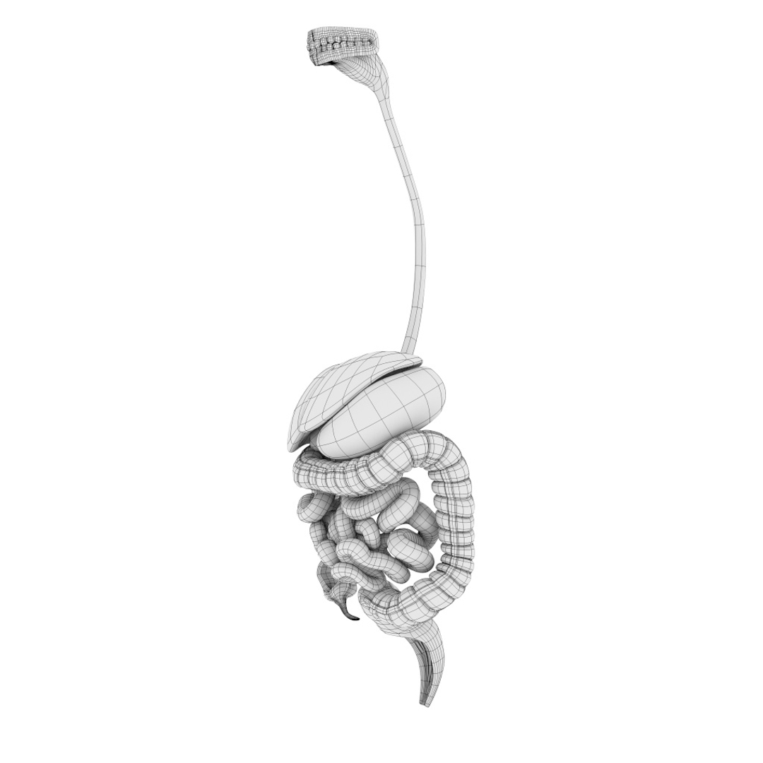 3D model human digestive - TurboSquid 1365987
