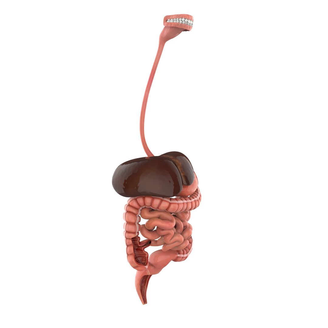 3D model human digestive - TurboSquid 1365987