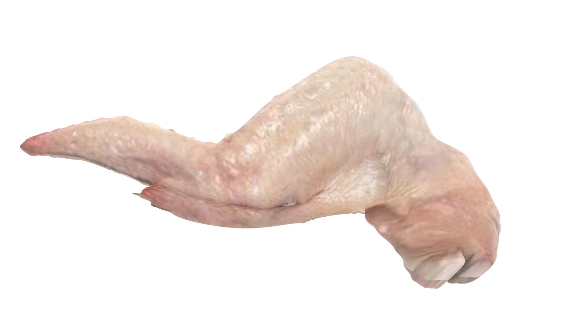 Chicken Wing 3D Model - TurboSquid 2249634