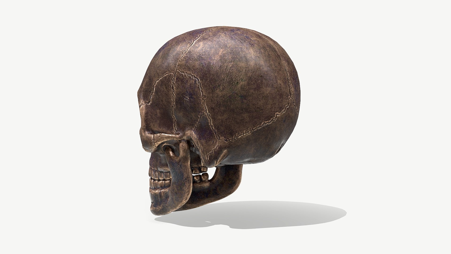 Realistic Human Skull Model - TurboSquid 1323615