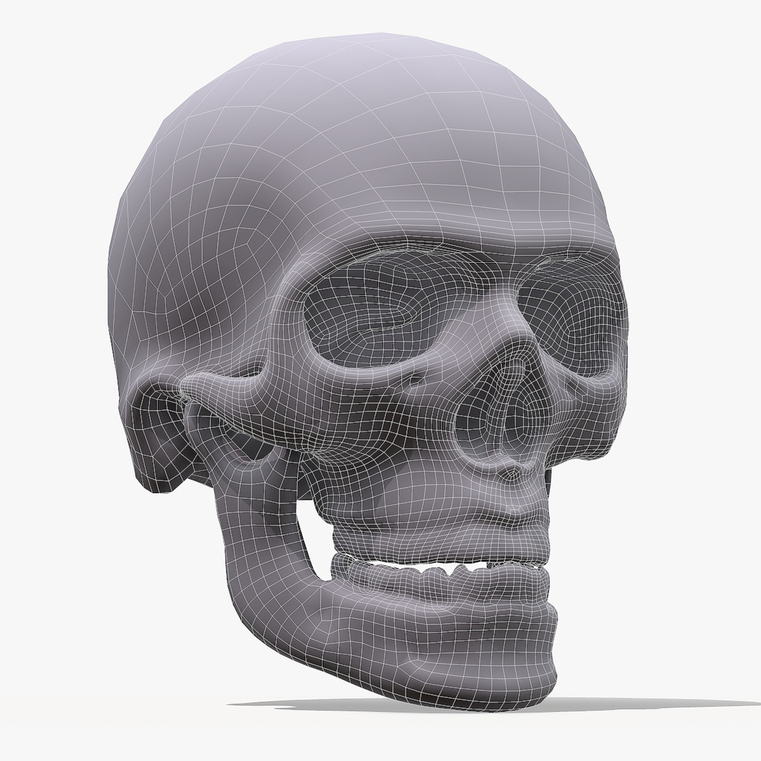 Realistic Human Skull Model - TurboSquid 1323615
