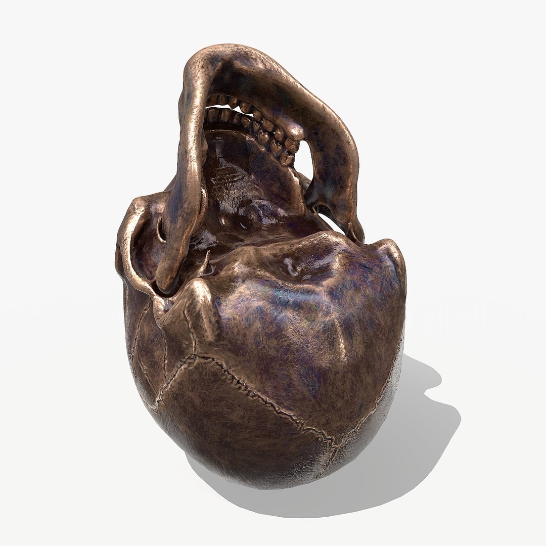 Realistic Human Skull Model - TurboSquid 1323615