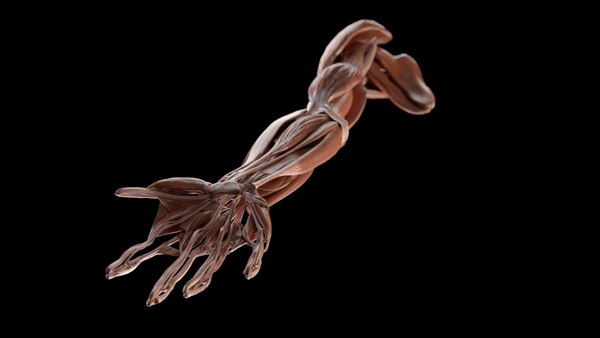 Arm muscles 3D model - TurboSquid 1494987