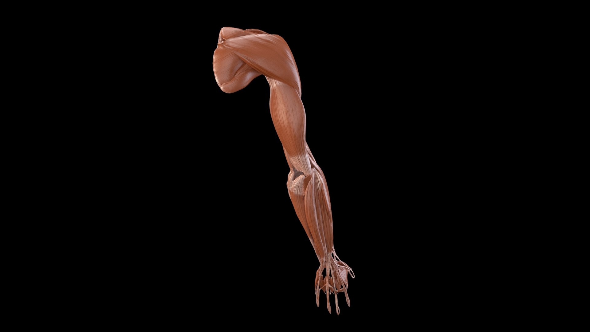 Arm Muscles 3D Model - TurboSquid 1494987
