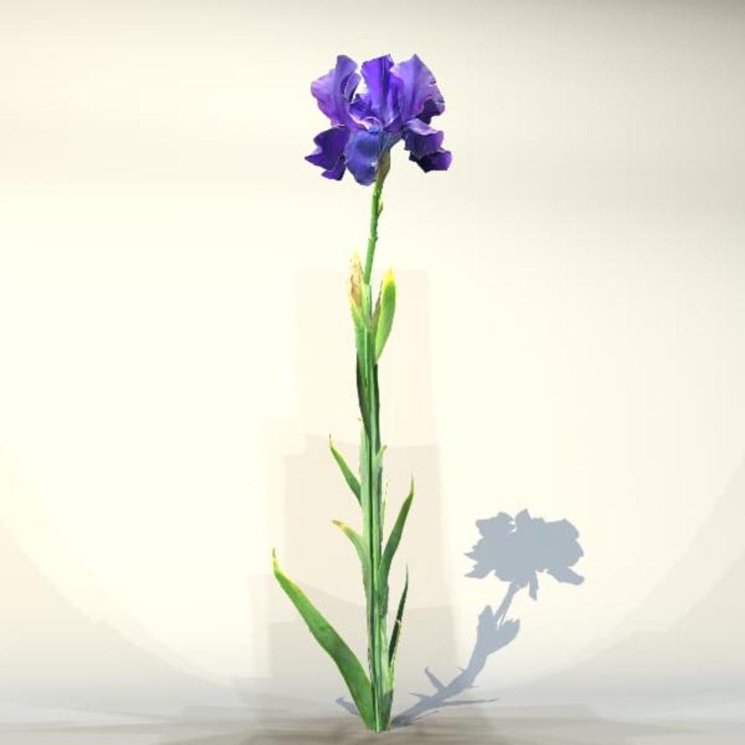 3d max flower pc