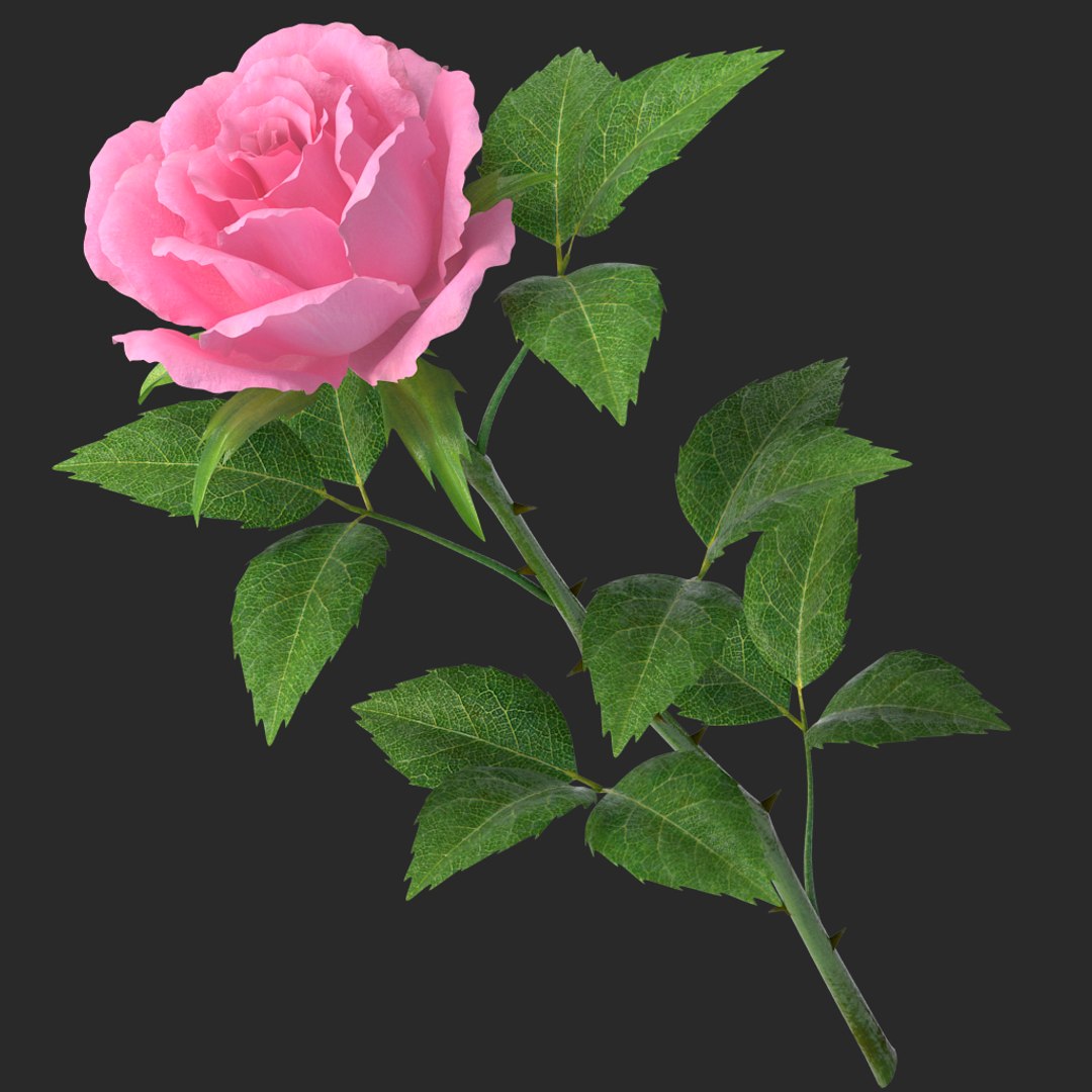 3D Rose V8 Model - TurboSquid 1168292