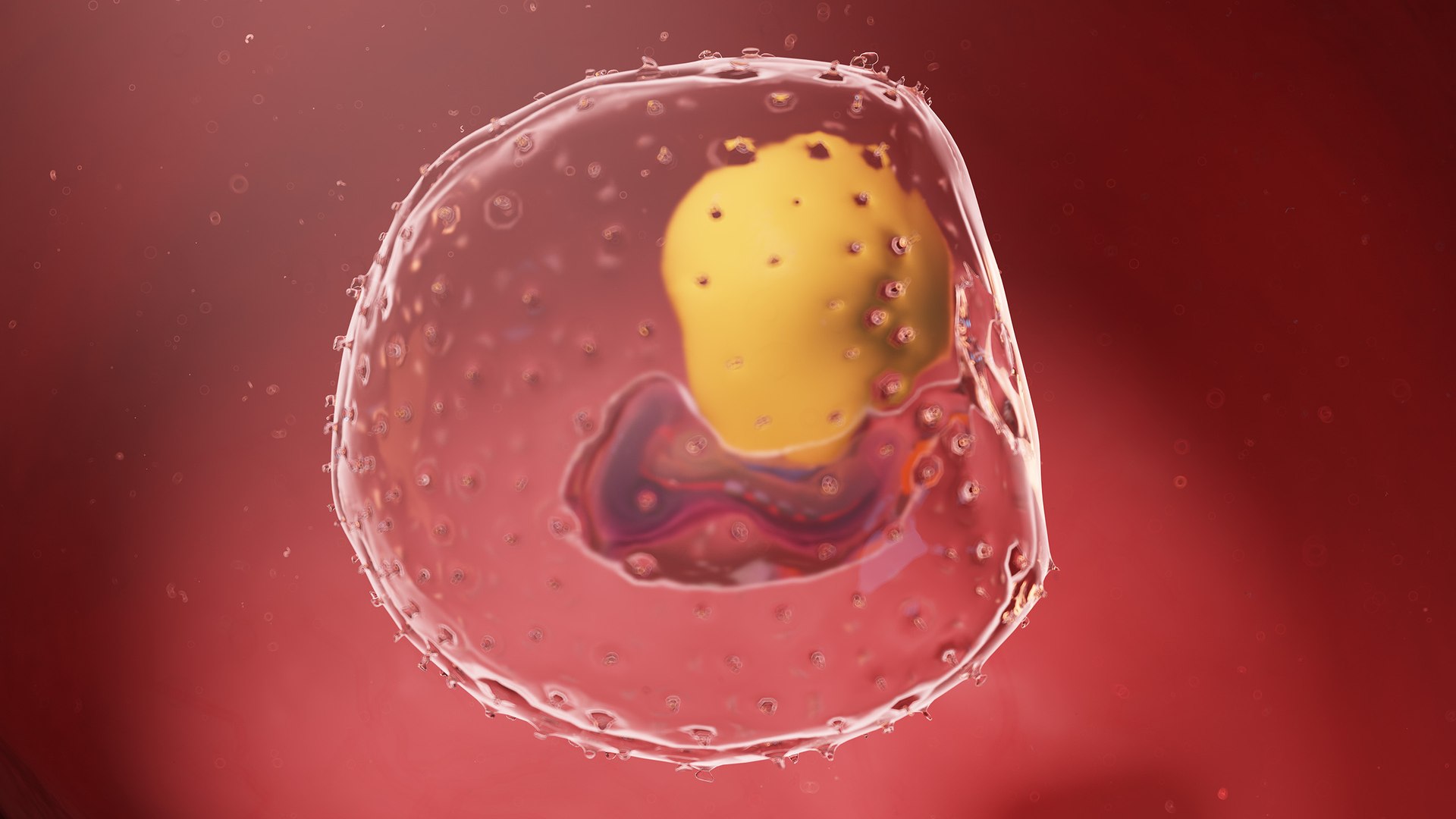 3D Model Human Embryo Stage 9 - TurboSquid 1829490