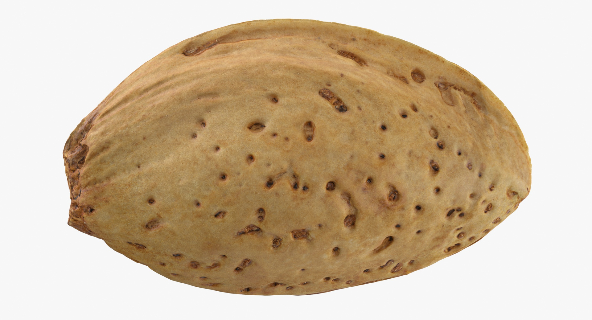 3D Almond Shell 04 - TurboSquid 1514868