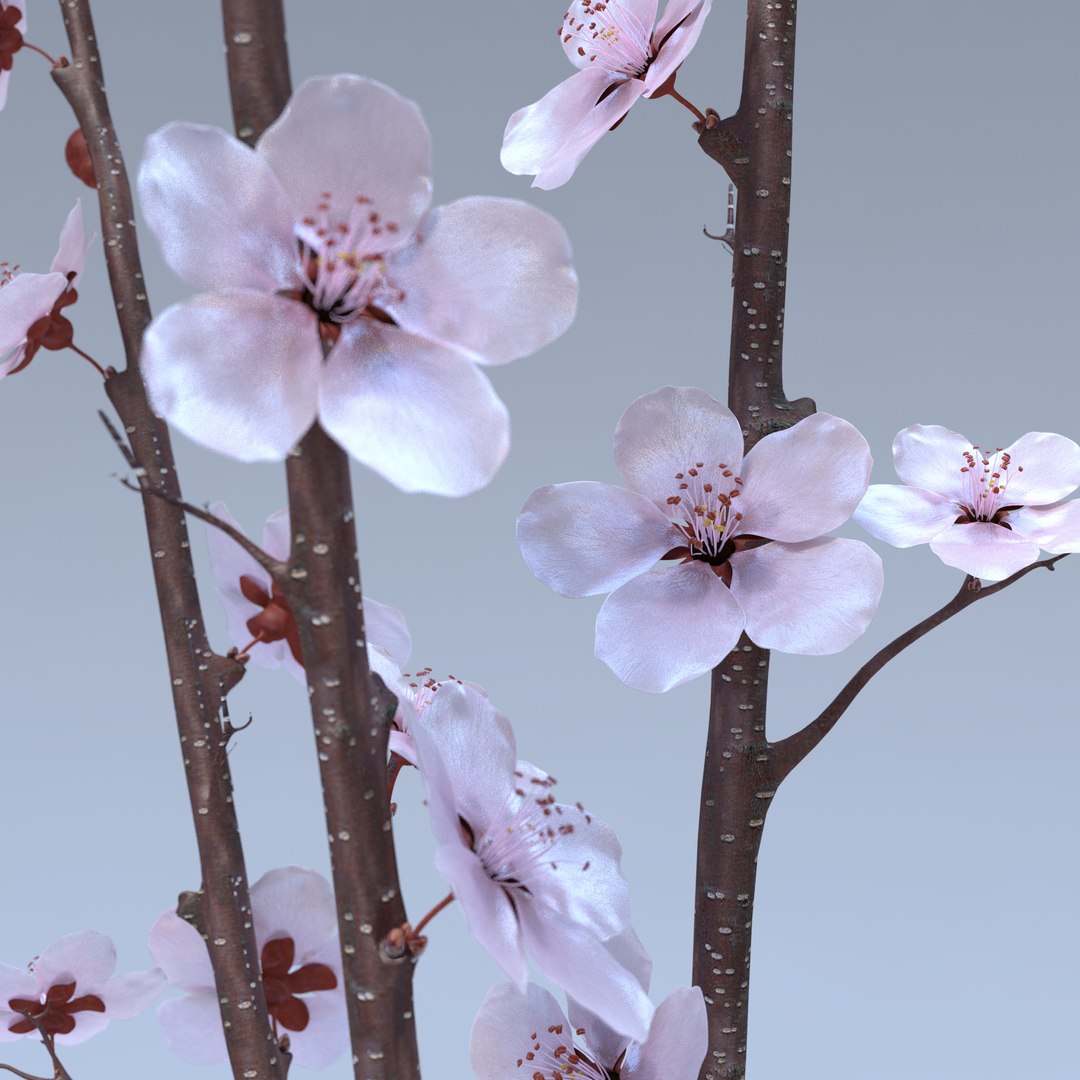 3d lwo cherry blossom
