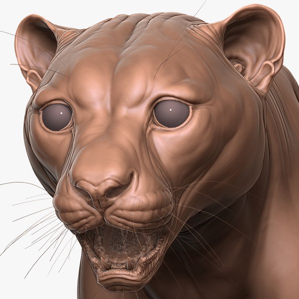 Snow Leopard 3D Models for Download | TurboSquid