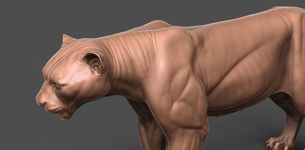 Fully Detailed Snow Leopard Zbrush Sculpt 3D model - TurboSquid 1850482