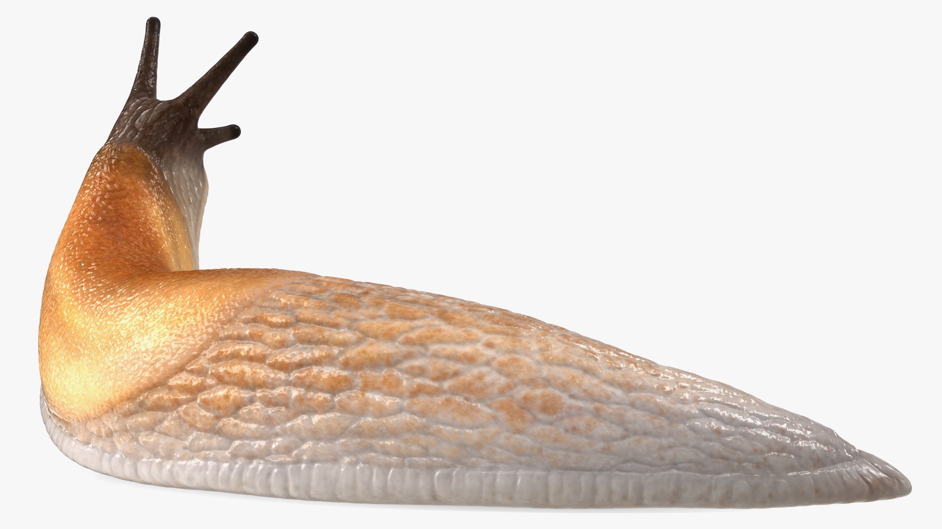 Lusitanian Slug Reaching Up Model - TurboSquid 2016168