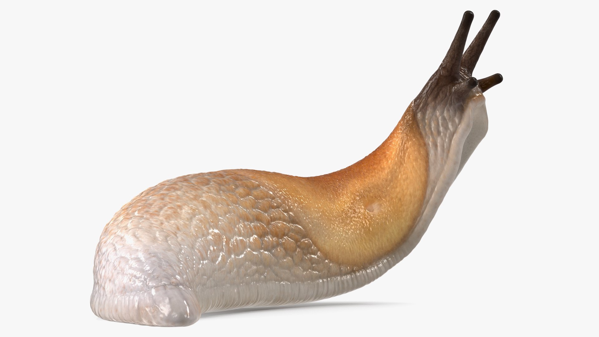 Lusitanian Slug Reaching Up Model - TurboSquid 2016168