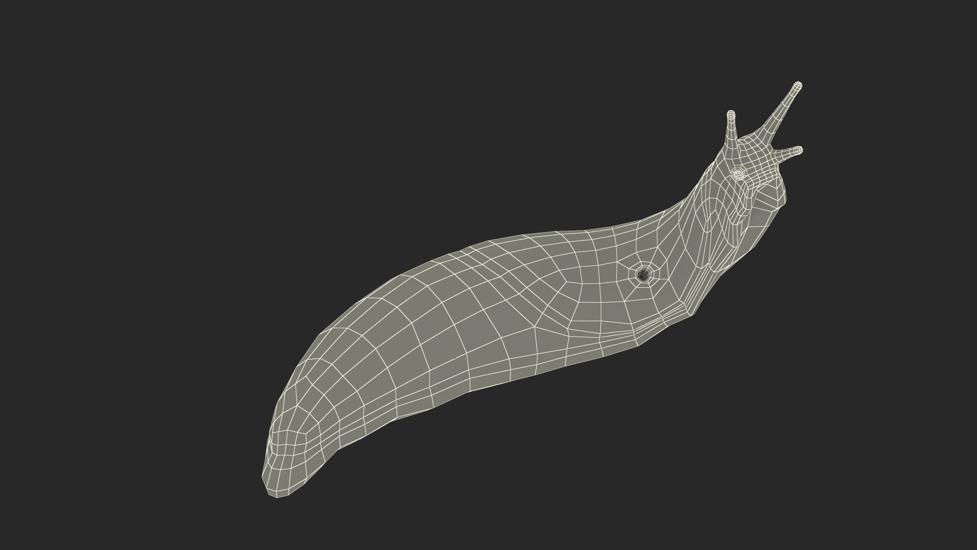Lusitanian Slug Reaching Up Model - TurboSquid 2016168