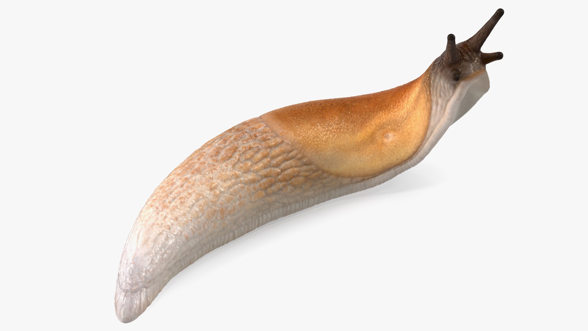 Lusitanian Slug Reaching Up Model - TurboSquid 2016168