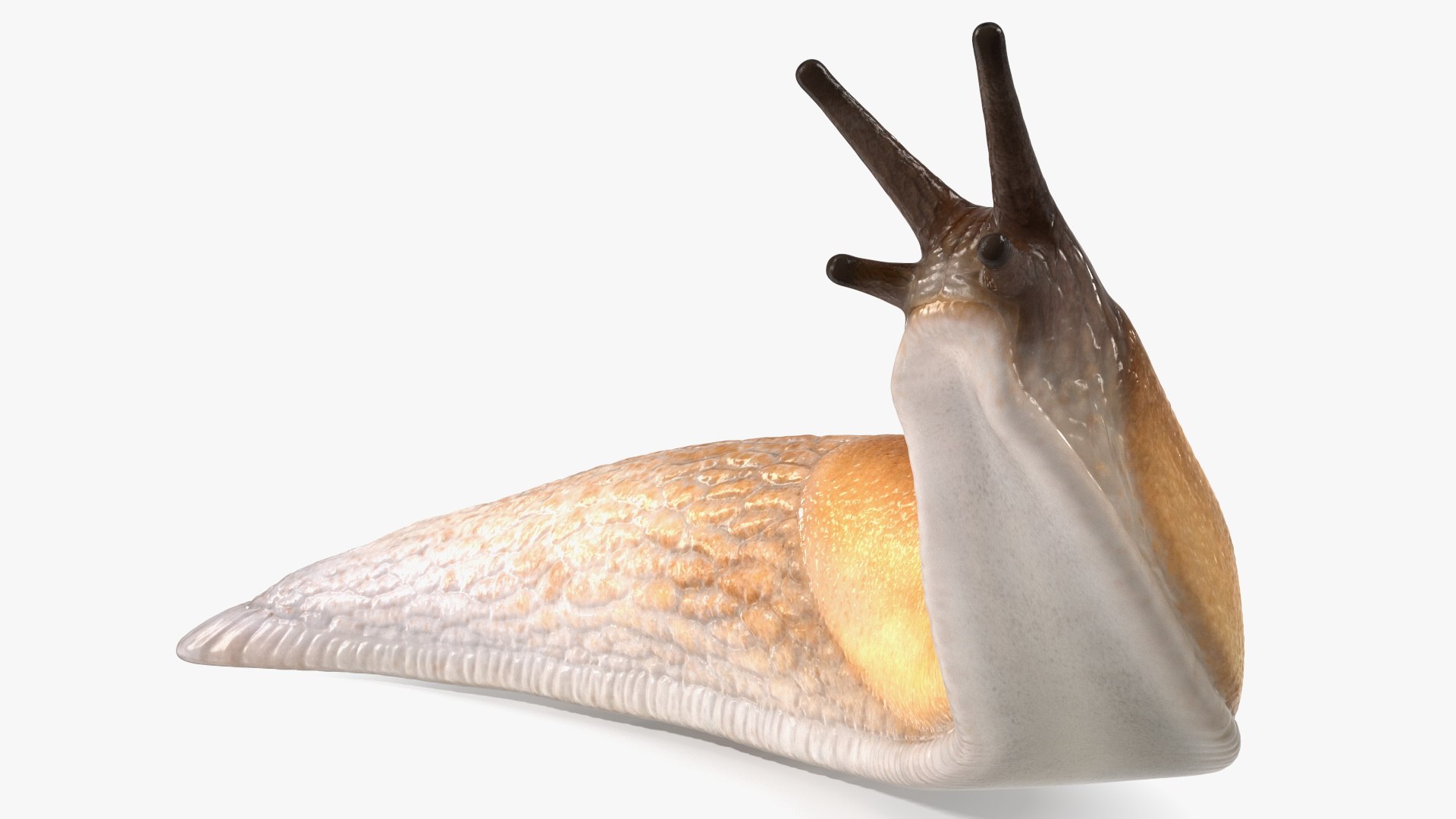 Lusitanian Slug Reaching Up Model - TurboSquid 2016168