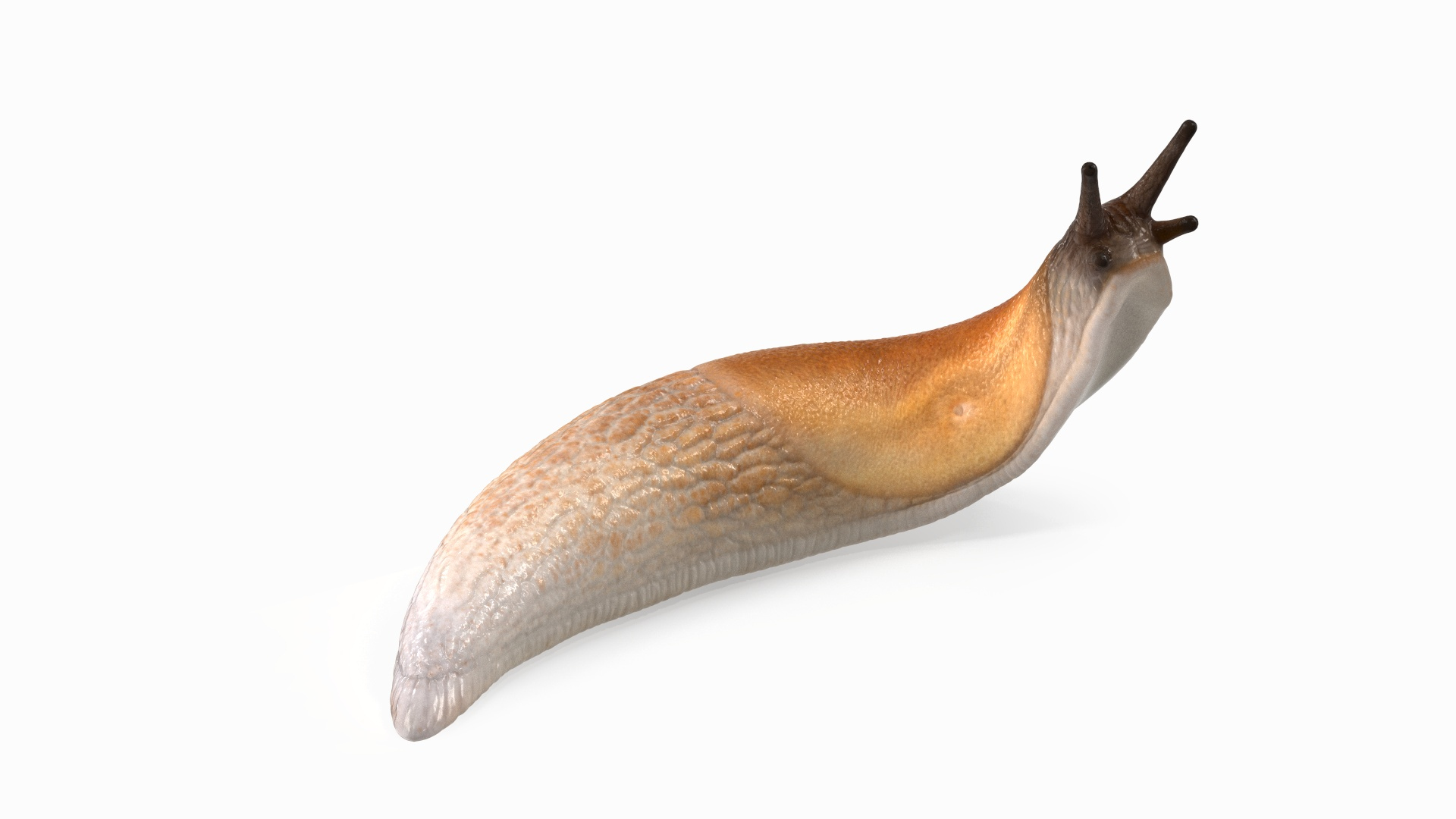 Lusitanian Slug Reaching Up Model - TurboSquid 2016168