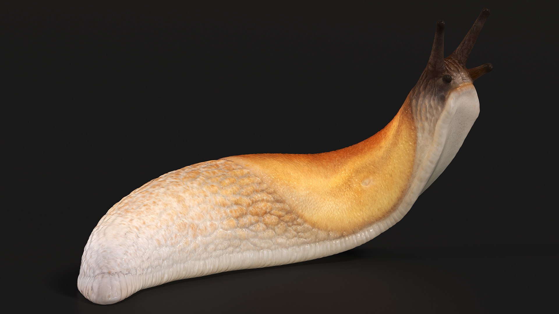 Lusitanian Slug Reaching Up Model - TurboSquid 2016168
