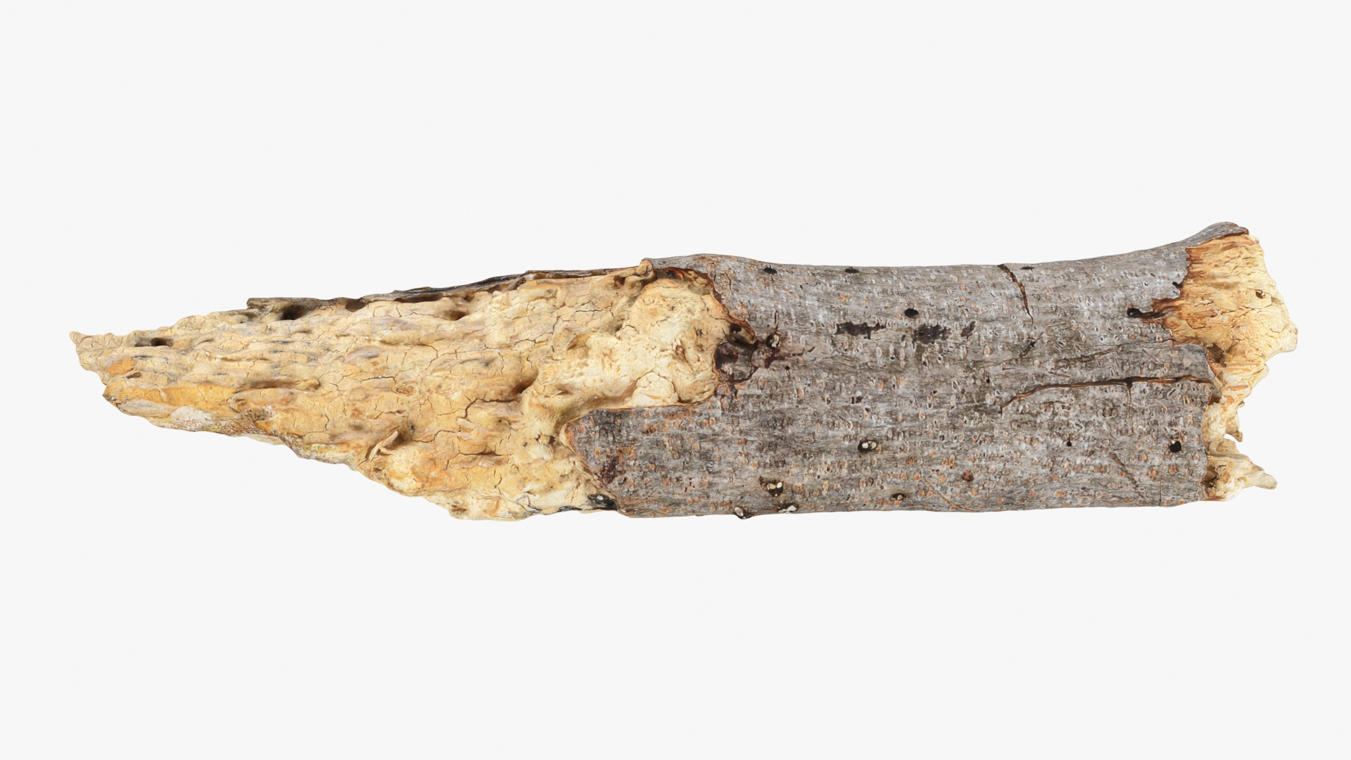 Broken Branch 3D Model - TurboSquid 2168336