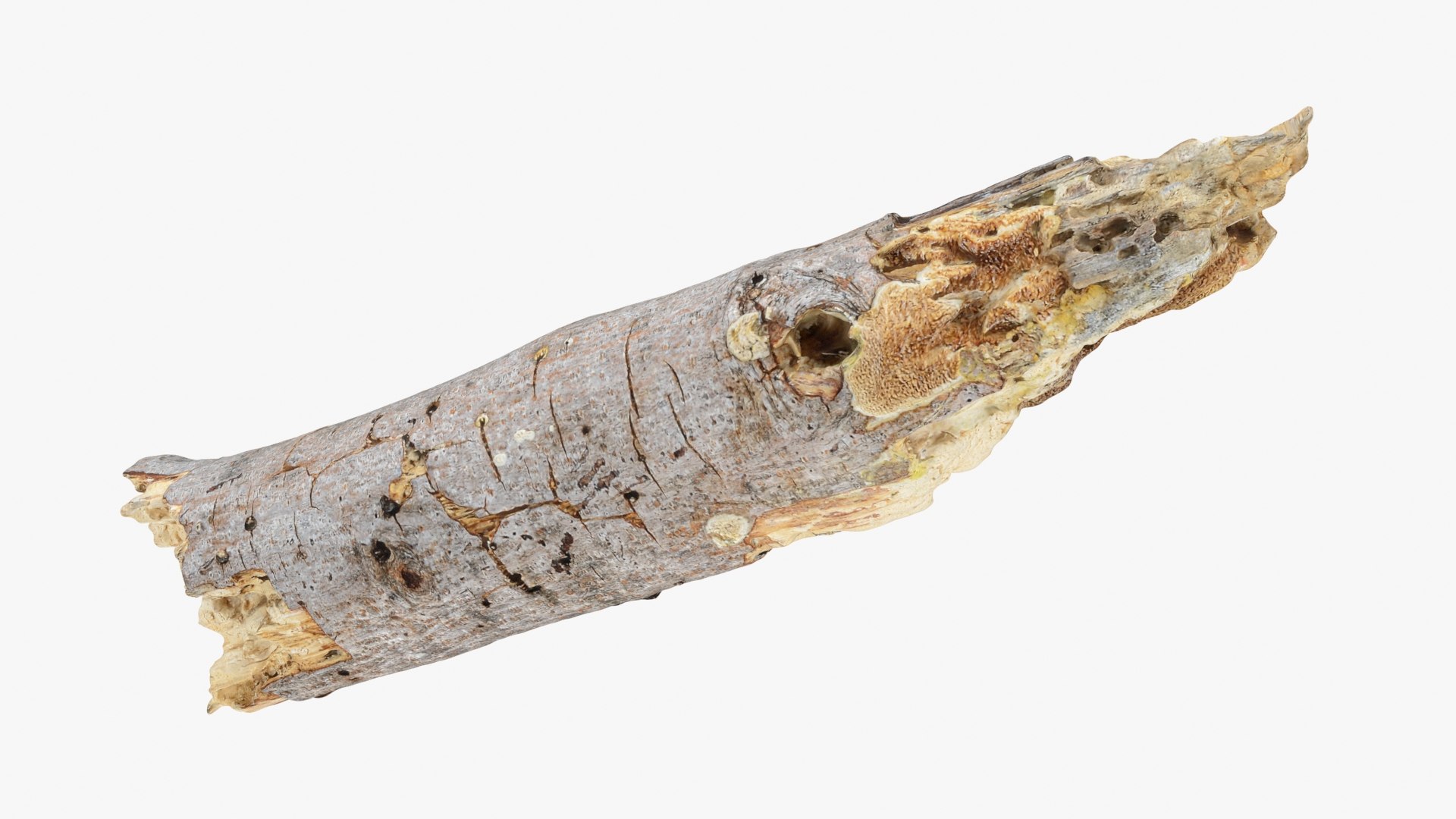 Broken Branch 3D Model - TurboSquid 2168336
